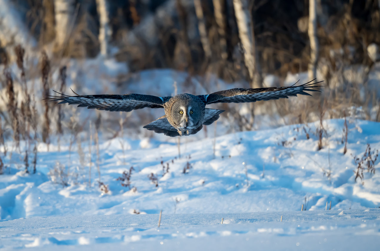 Species Spotlight: Great Grey Owl - 10,000 Birds