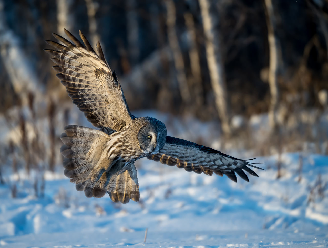 Species Spotlight: Great Grey Owl - 10,000 Birds