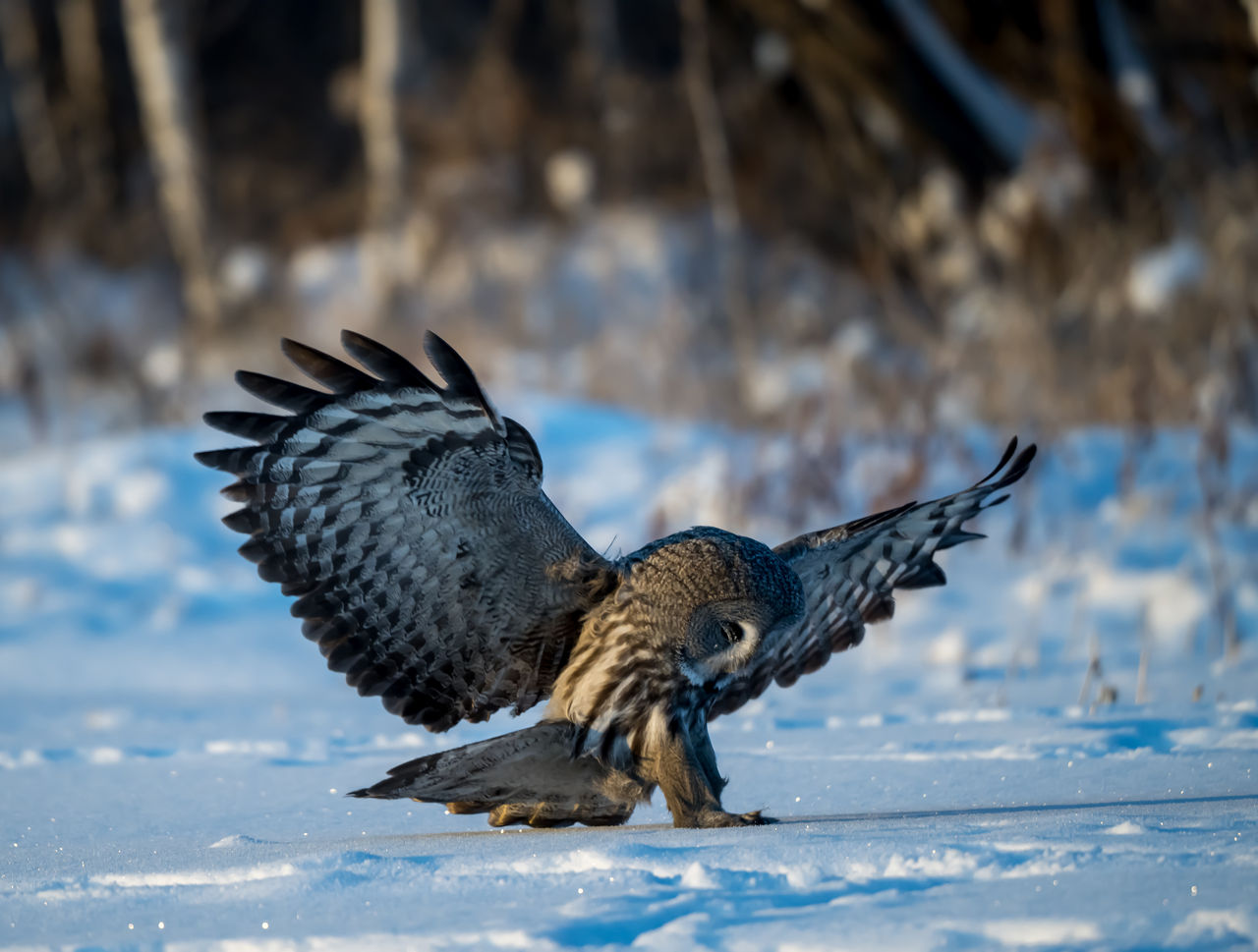 Species Spotlight: Great Grey Owl - 10,000 Birds