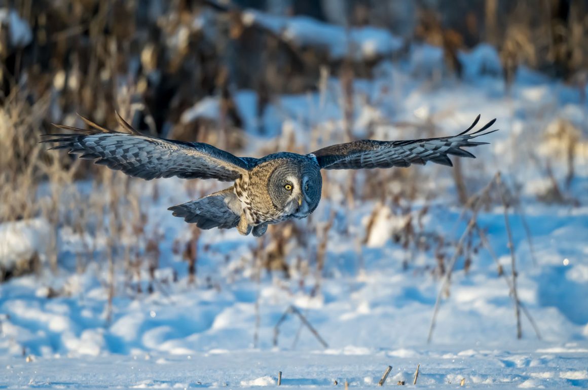 Species Spotlight: Great Grey Owl - 10,000 Birds