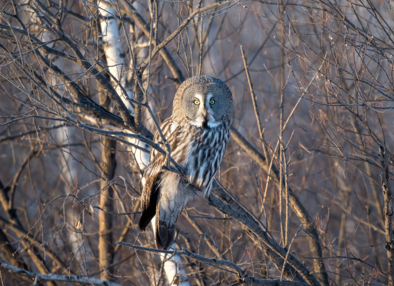 Species Spotlight: Great Grey Owl - 10,000 Birds