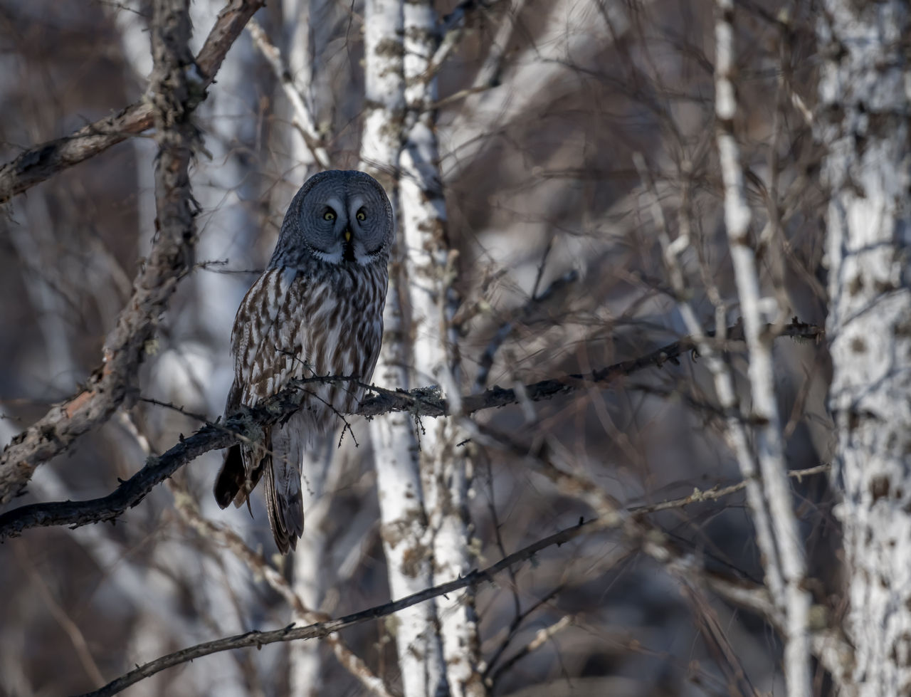 Species Spotlight: Great Grey Owl - 10,000 Birds