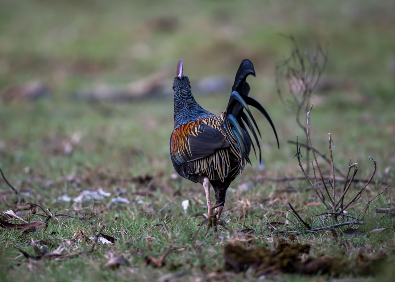 Birding Bali Barat, Indonesia - 10,000 Birds