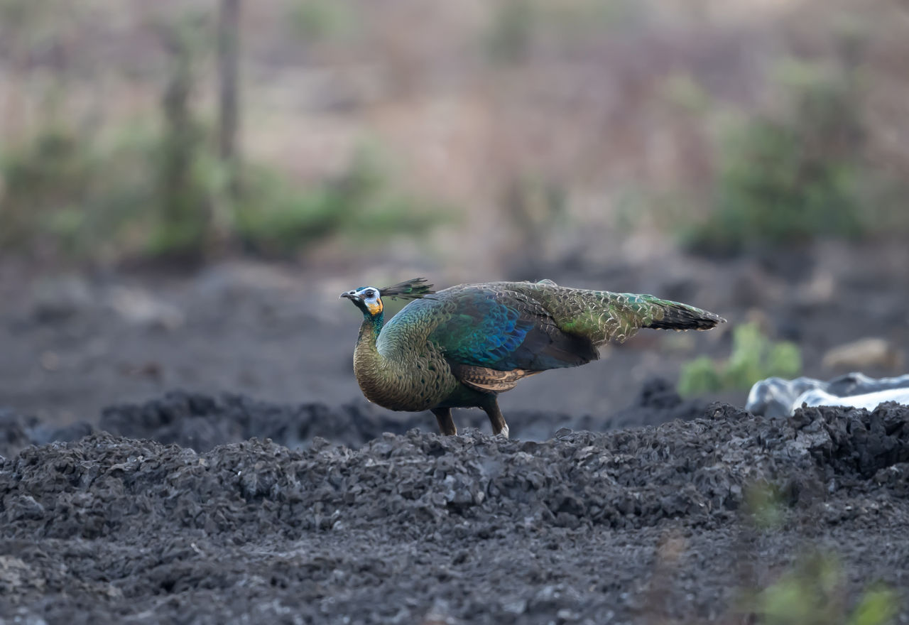 Species Spotlight: Green Peafowl - 10,000 Birds