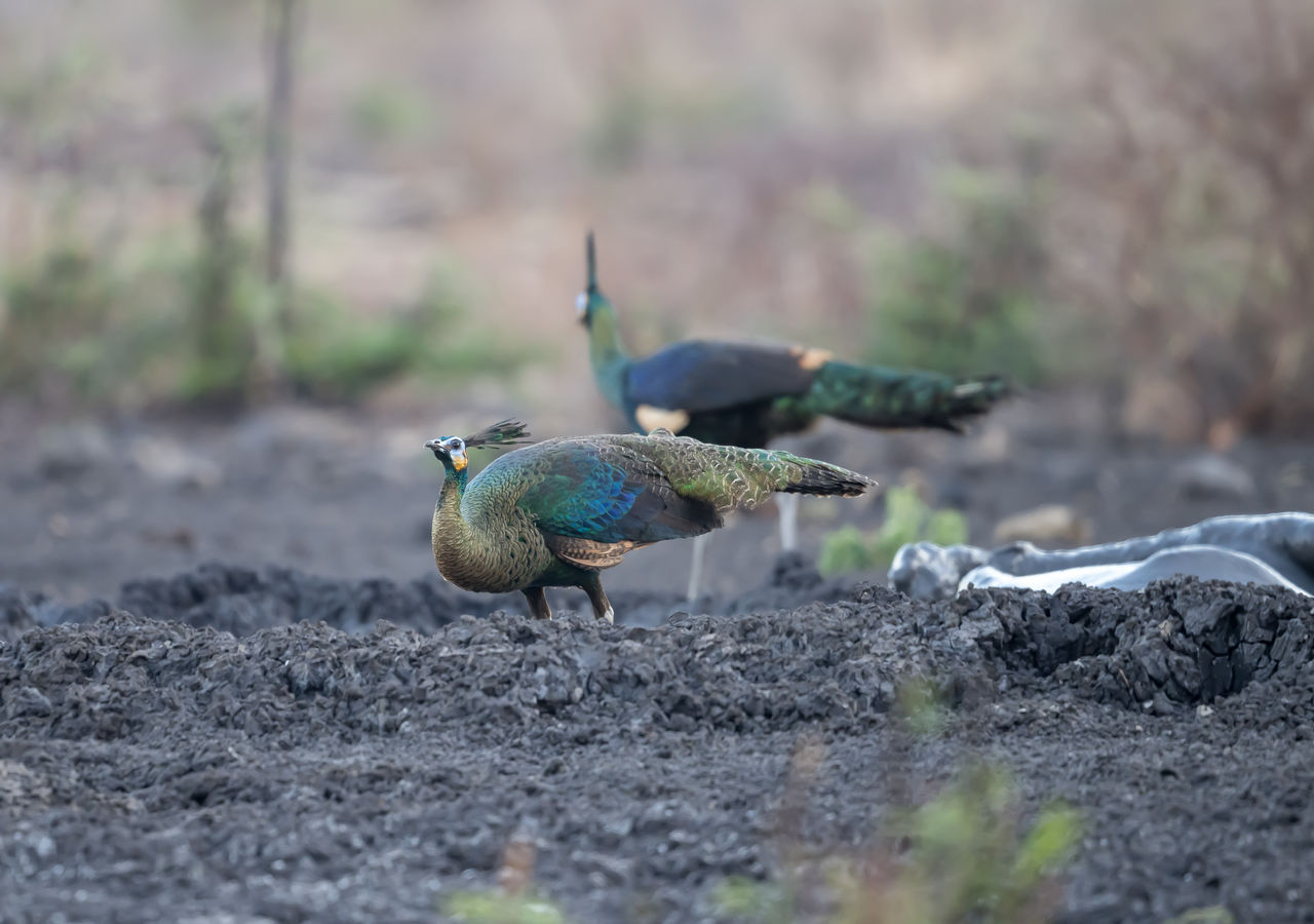 Species Spotlight: Green Peafowl - 10,000 Birds