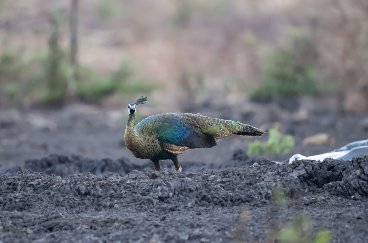 Species Spotlight: Green Peafowl - 10,000 Birds
