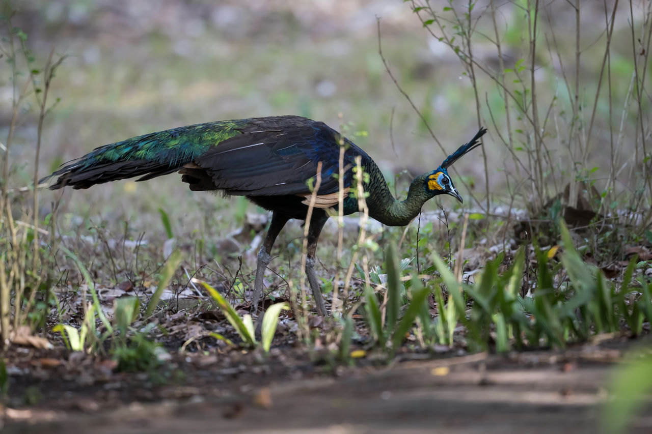 Species Spotlight: Green Peafowl - 10,000 Birds