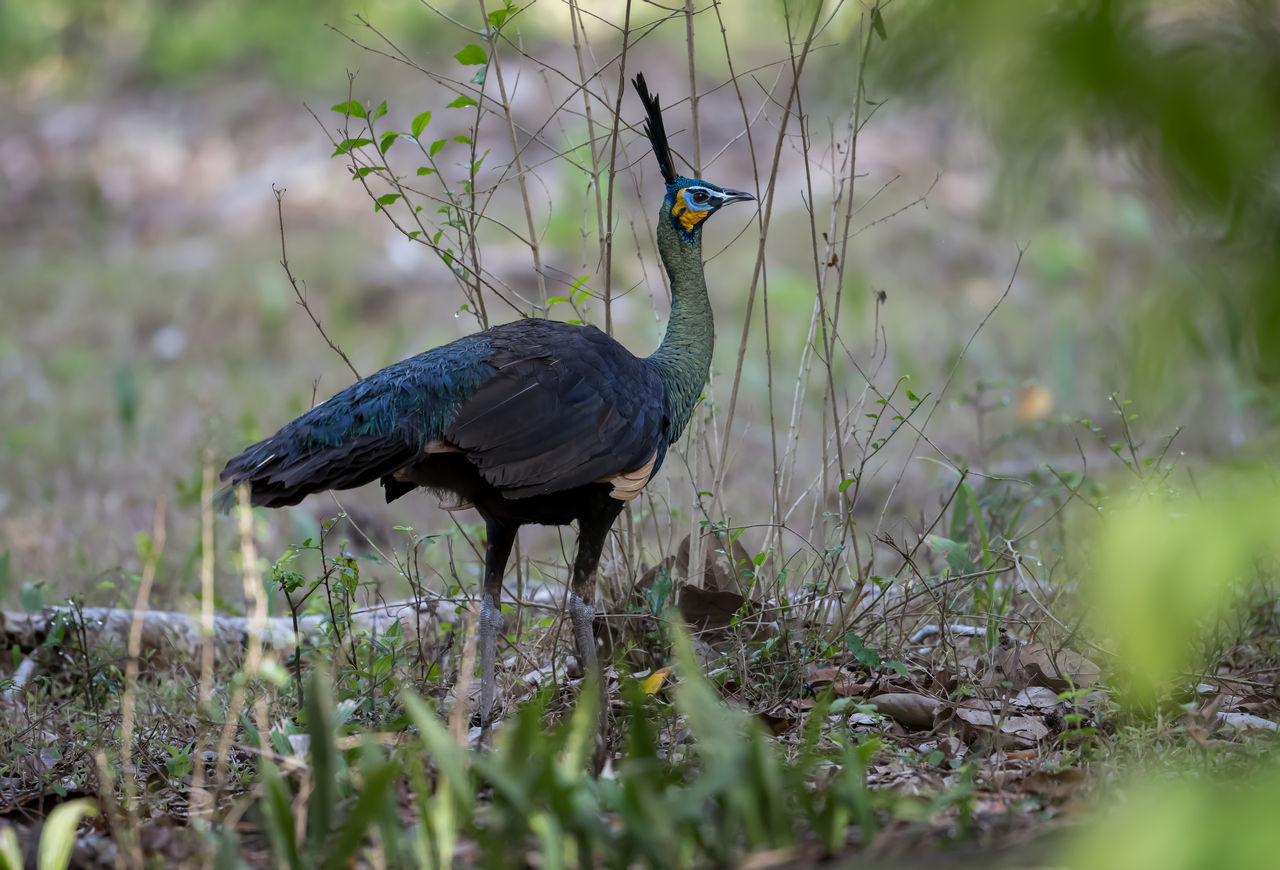 Species Spotlight: Green Peafowl - 10,000 Birds