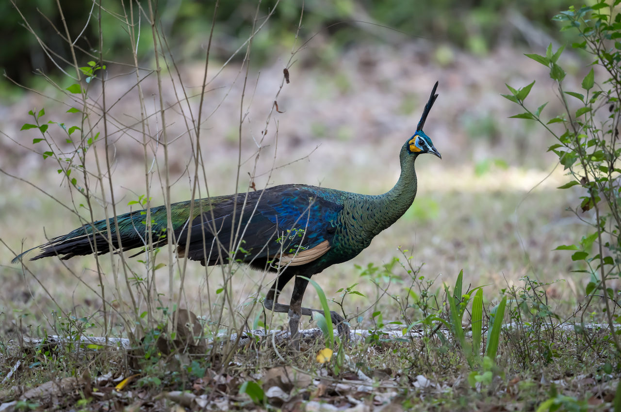 Species Spotlight: Green Peafowl - 10,000 Birds