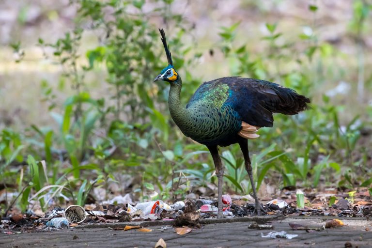 Species Spotlight: Green Peafowl - 10,000 Birds