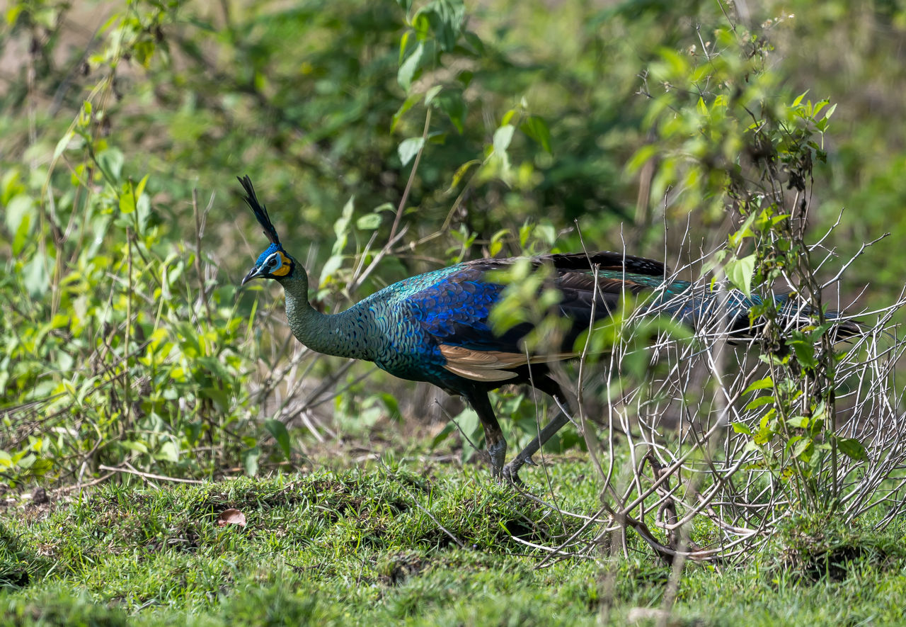 Species Spotlight: Green Peafowl - 10,000 Birds