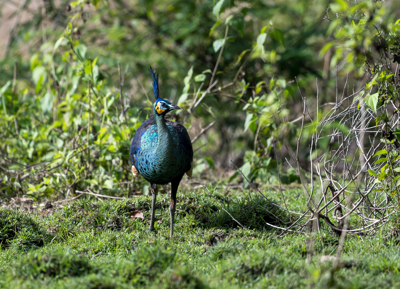 Species Spotlight: Green Peafowl - 10,000 Birds