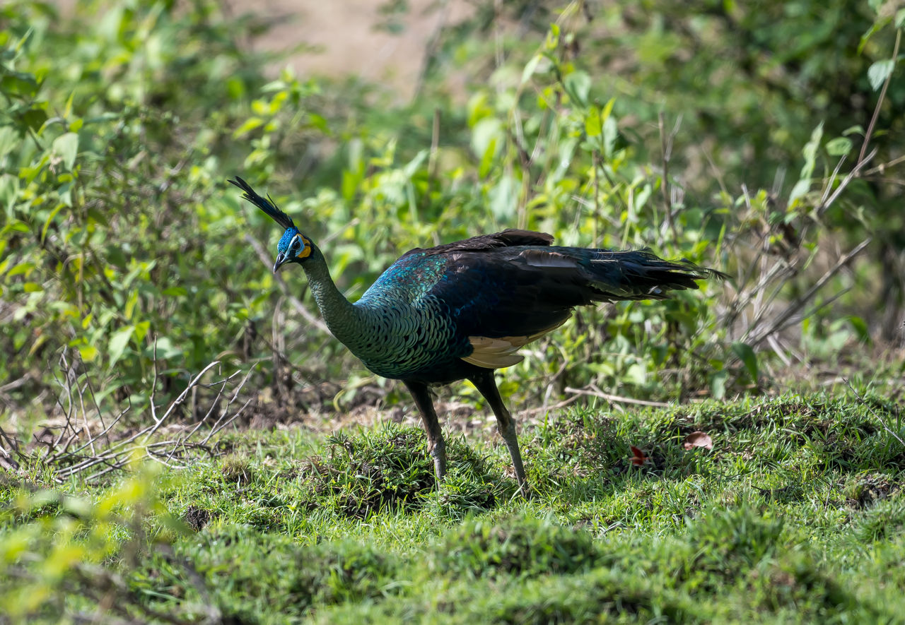 Species Spotlight: Green Peafowl - 10,000 Birds