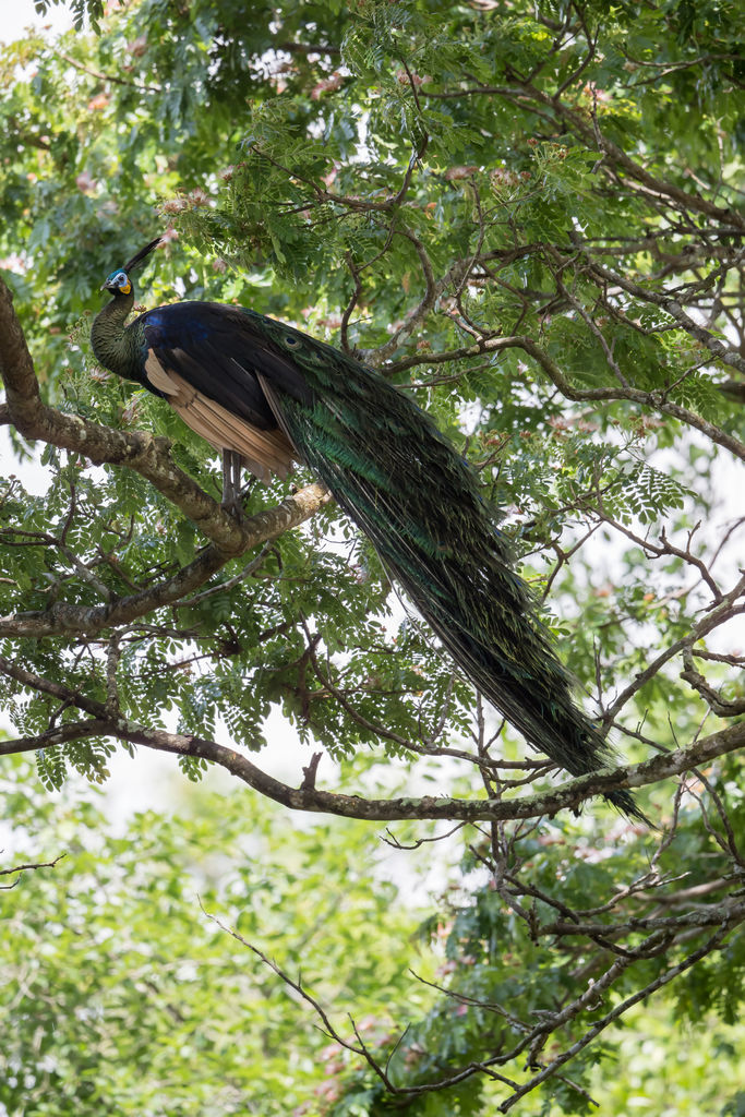 Species Spotlight: Green Peafowl - 10,000 Birds