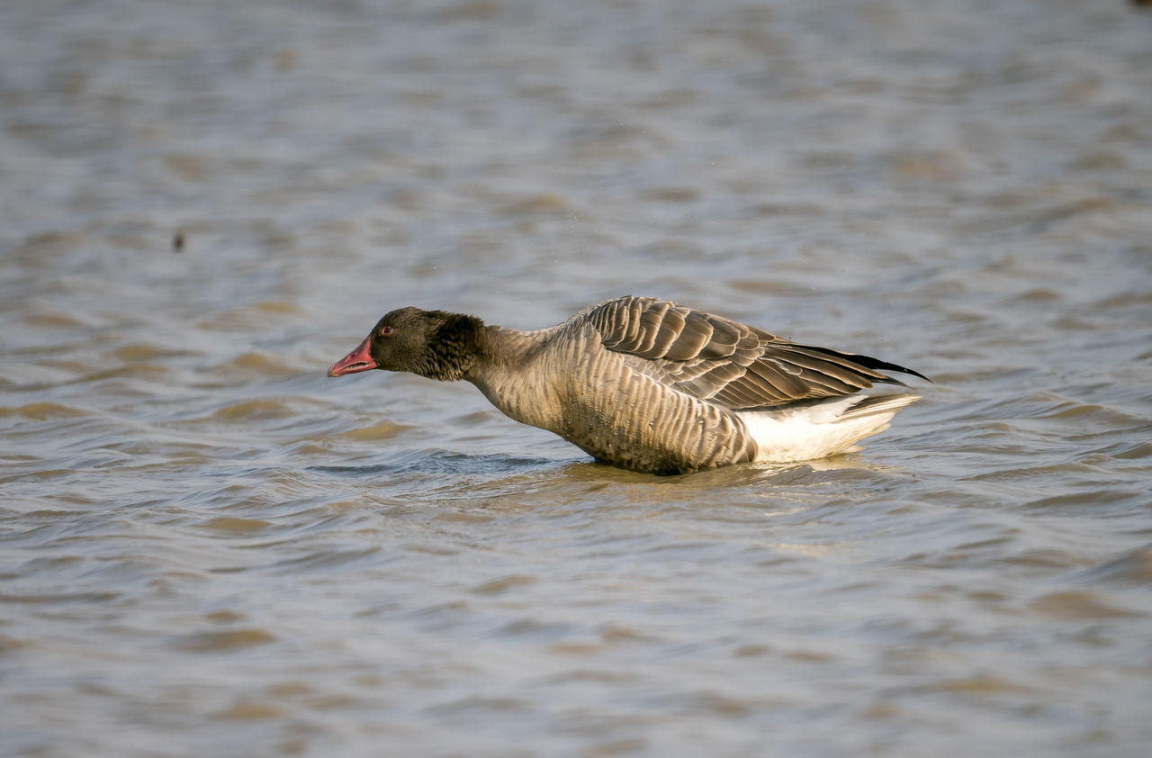 Birding Poyang Lake in Winter - 10,000 Birds
