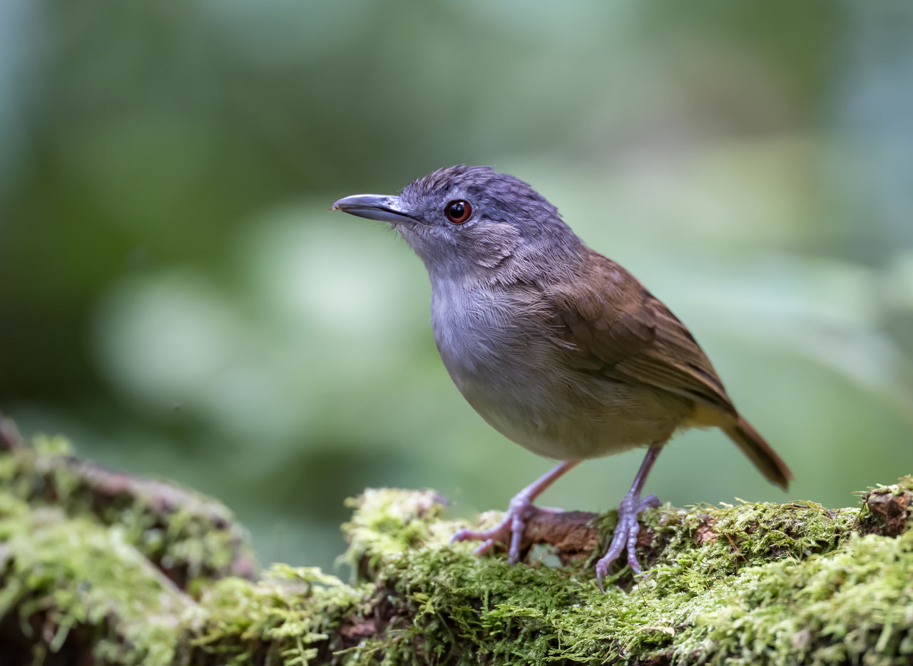 Birding the Banyuwangi area, East Java - 10,000 Birds