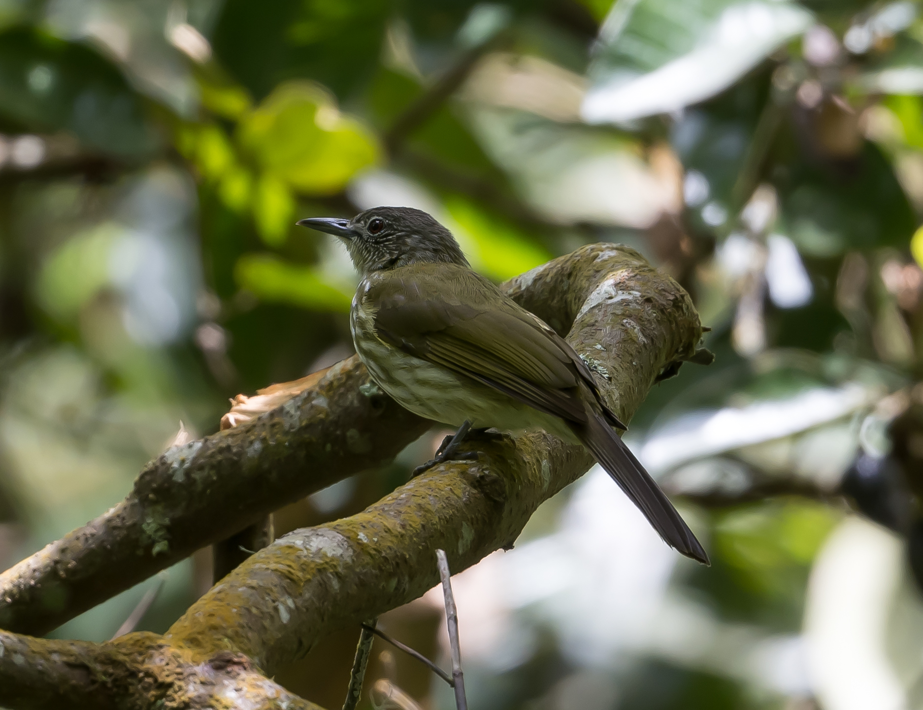 Birding the Banyuwangi area, East Java - 10,000 Birds