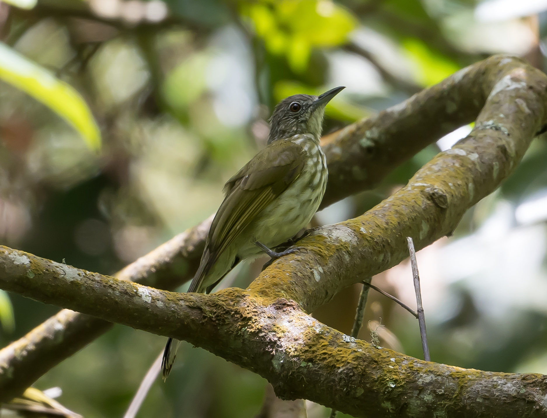 Birding the Banyuwangi area, East Java - 10,000 Birds