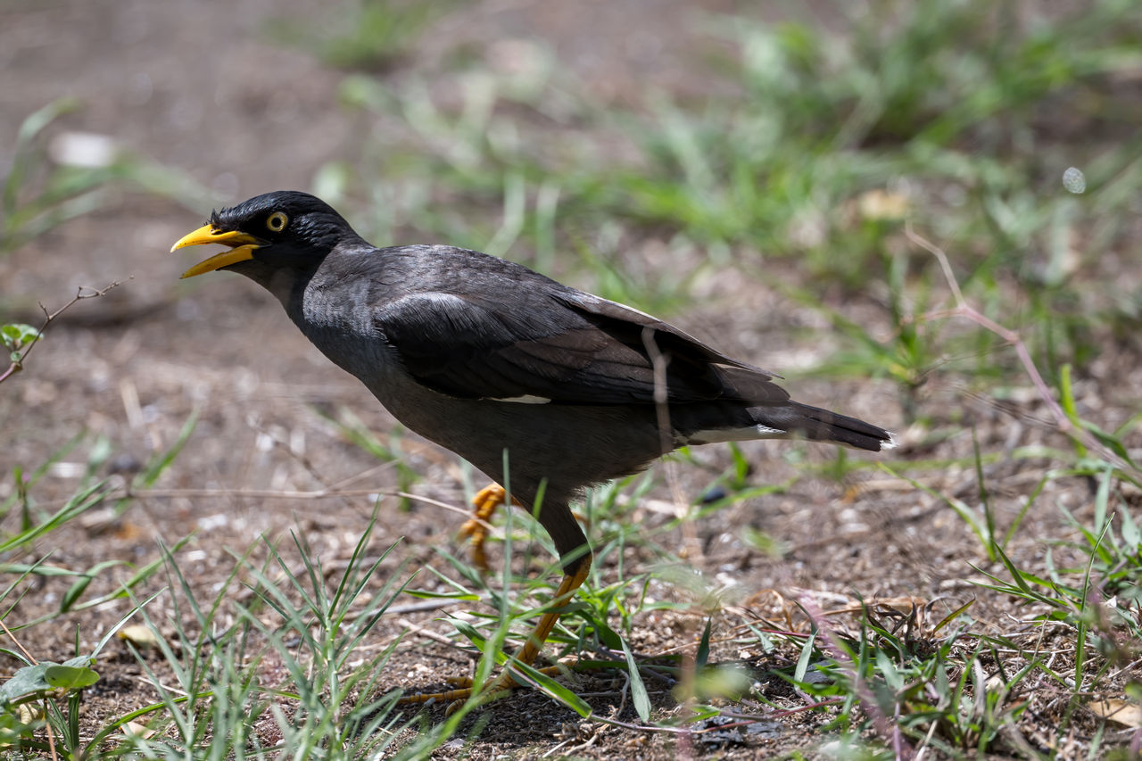 Birding Bali Barat, Indonesia - 10,000 Birds