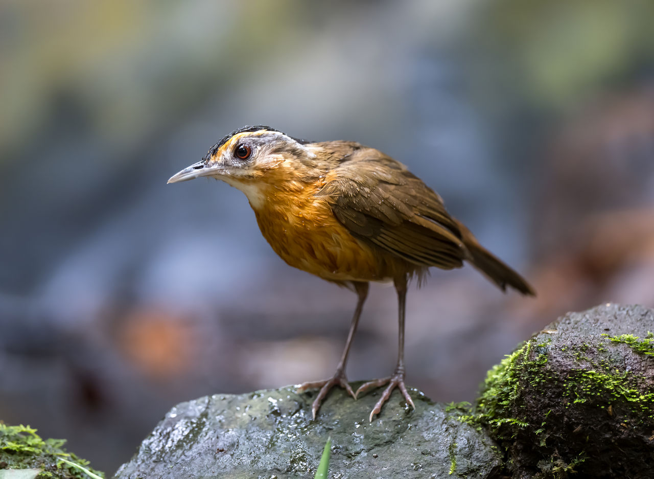 Birding the Pronojiwo area, East Java, Indonesia - 10,000 Birds