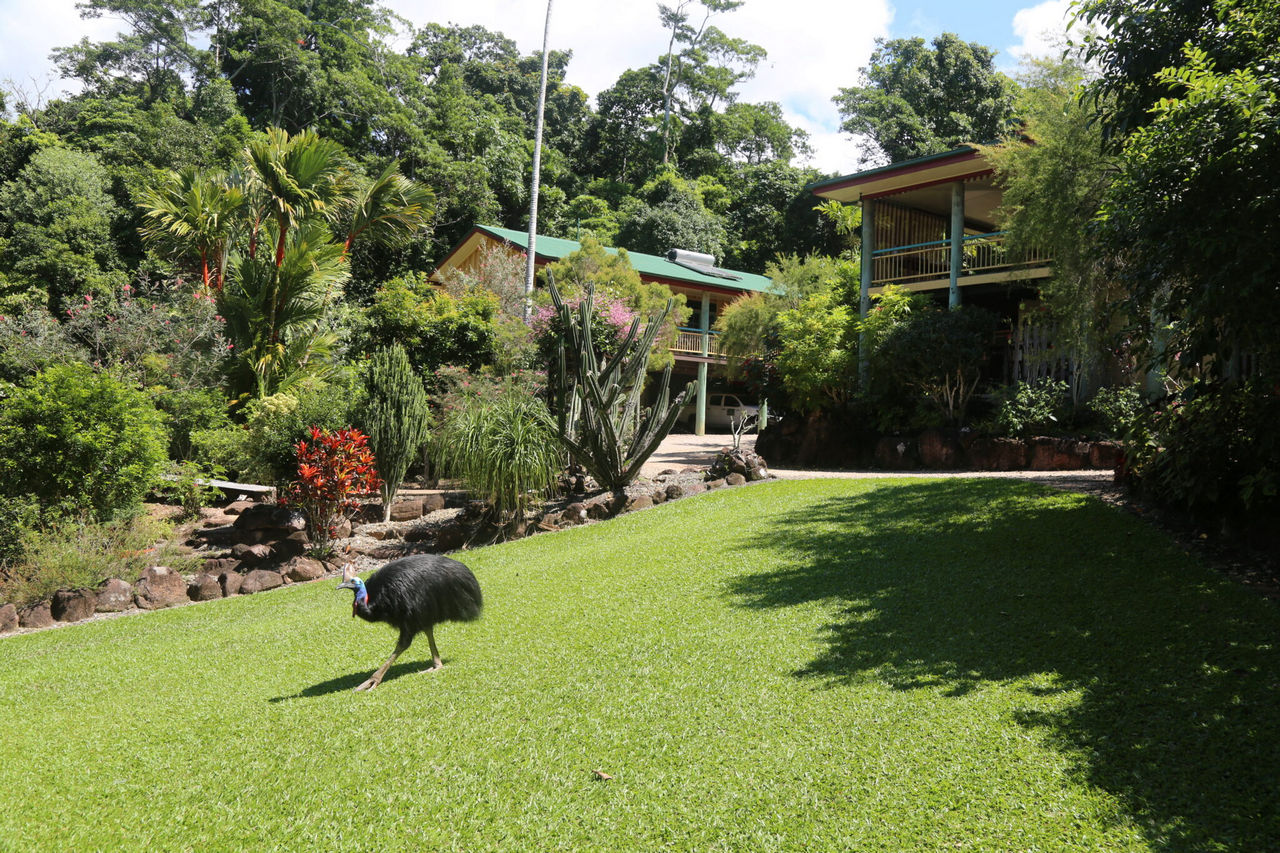 Birding Lodges of the World: Licuala Lodge, Queensland, Australia ...
