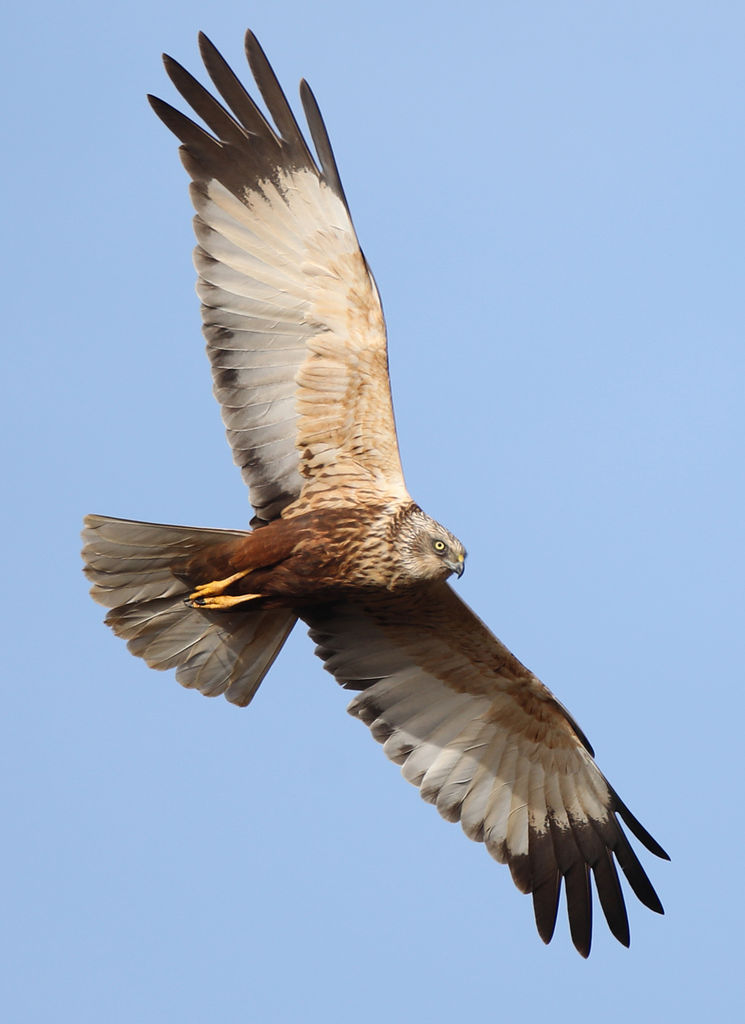 Three Photos: Suffolk Raptors in Flight - 10,000 Birds