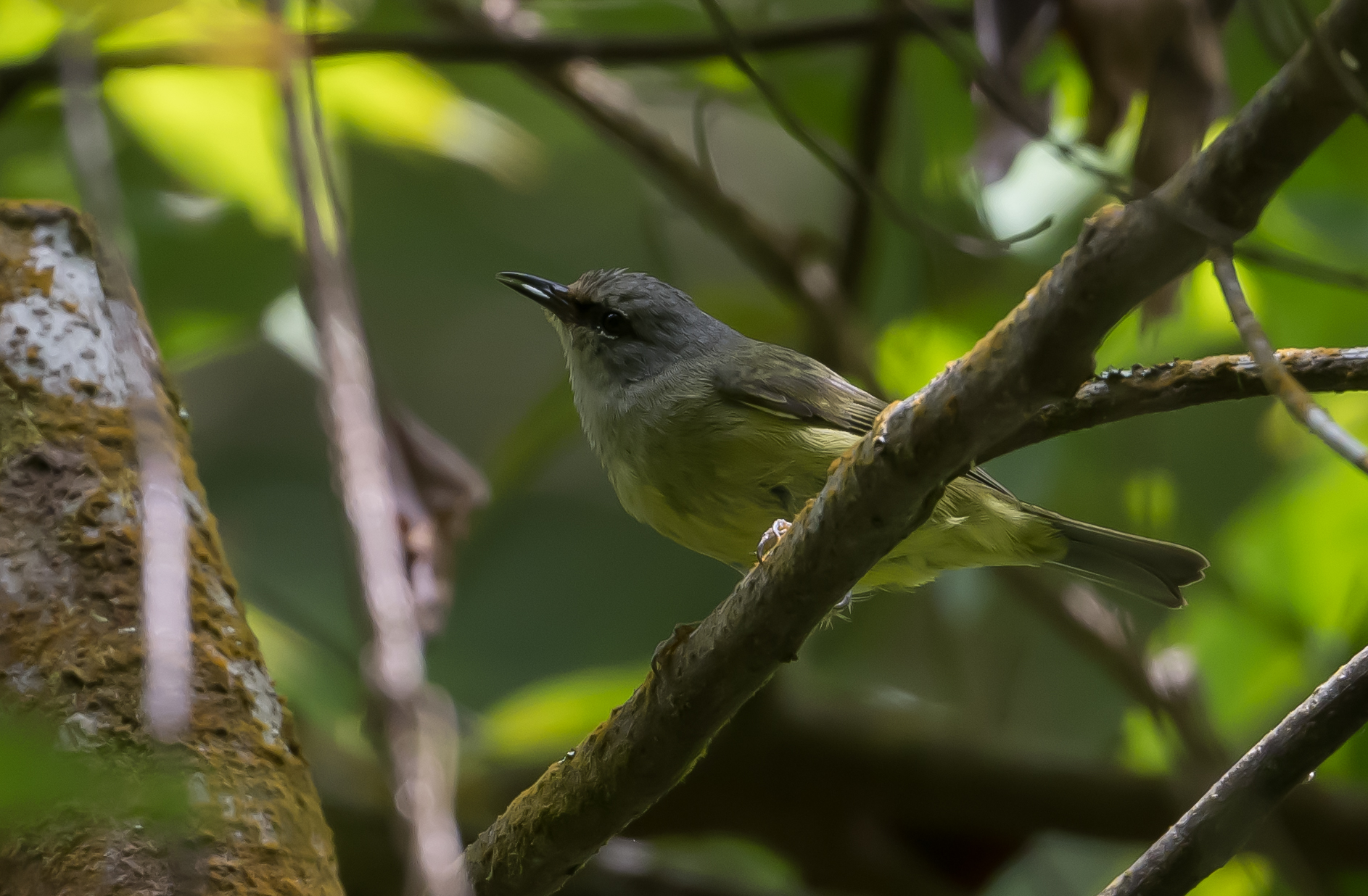 Birding the Banyuwangi area, East Java - 10,000 Birds