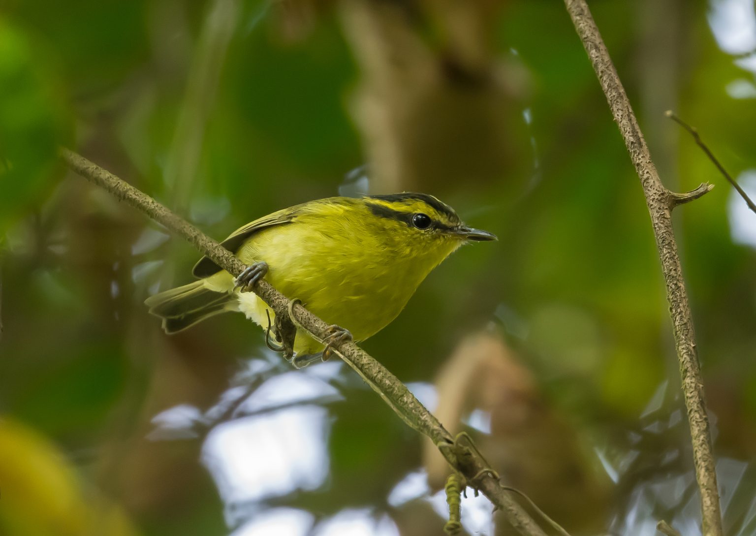 Birding the Banyuwangi area, East Java - 10,000 Birds