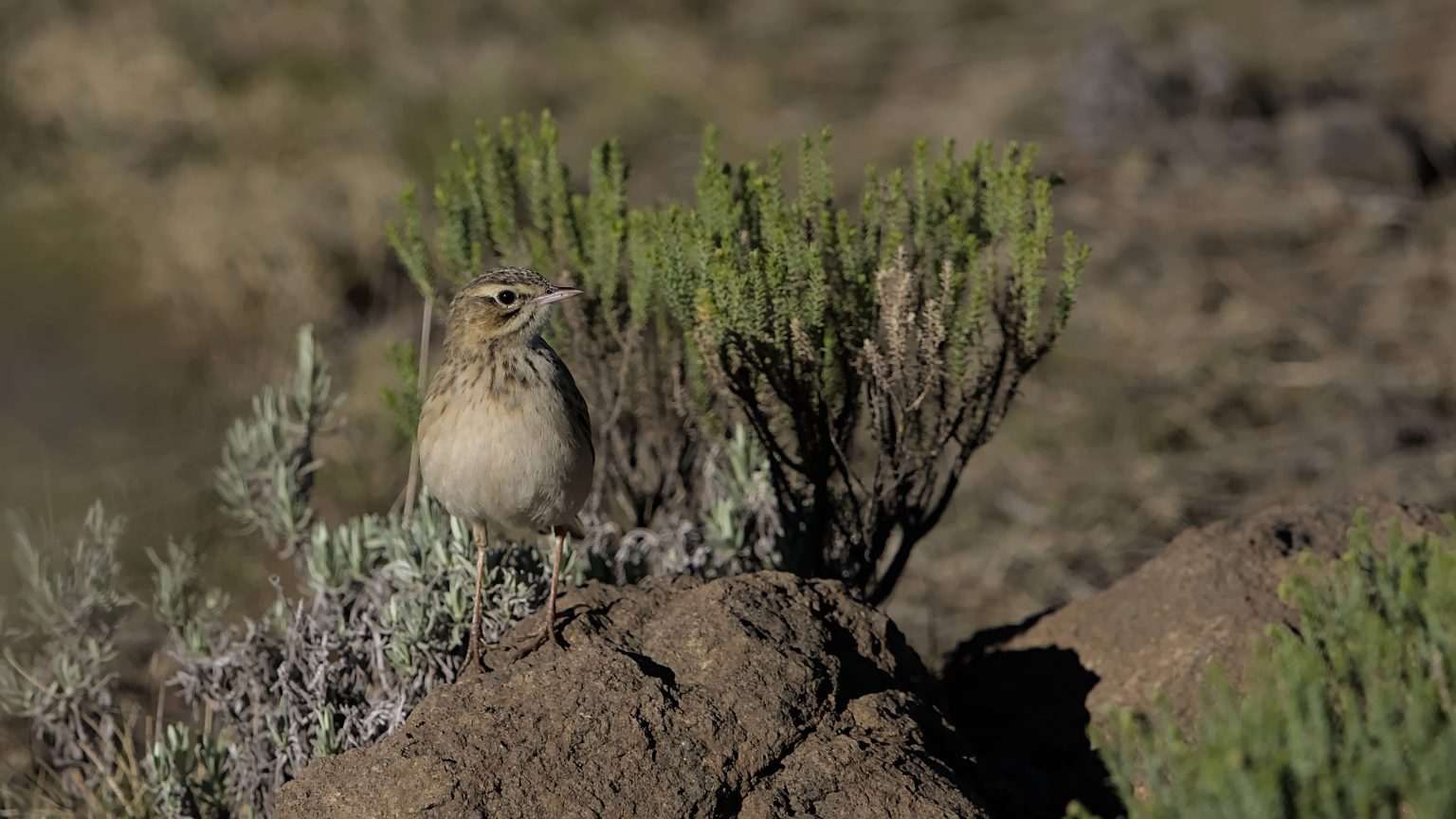Top 10-plus Pipits - 10,000 Birds
