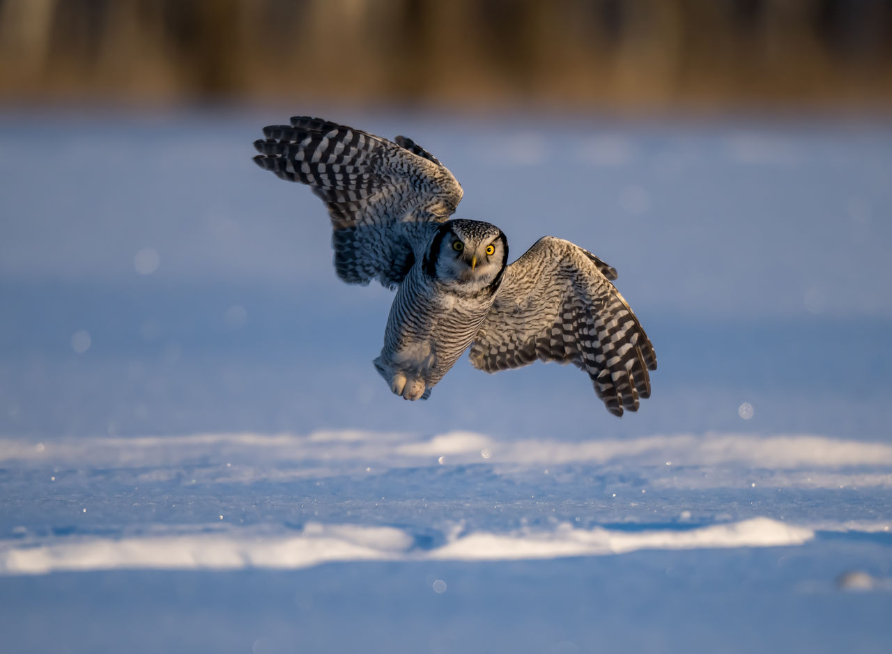 Species Spotlight: Northern Hawk-Owl - 10,000 Birds