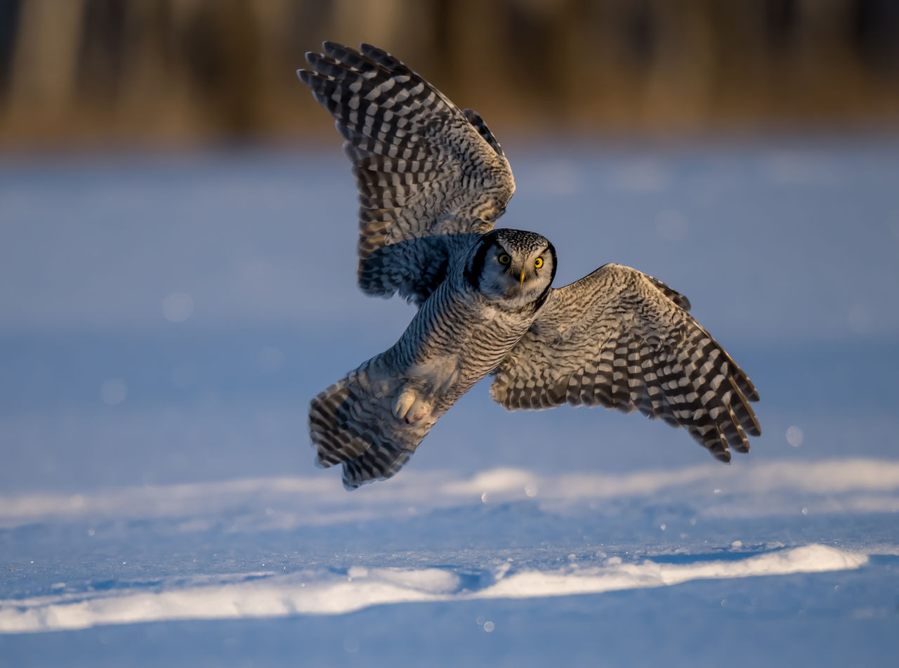 Species Spotlight: Northern Hawk-Owl - 10,000 Birds