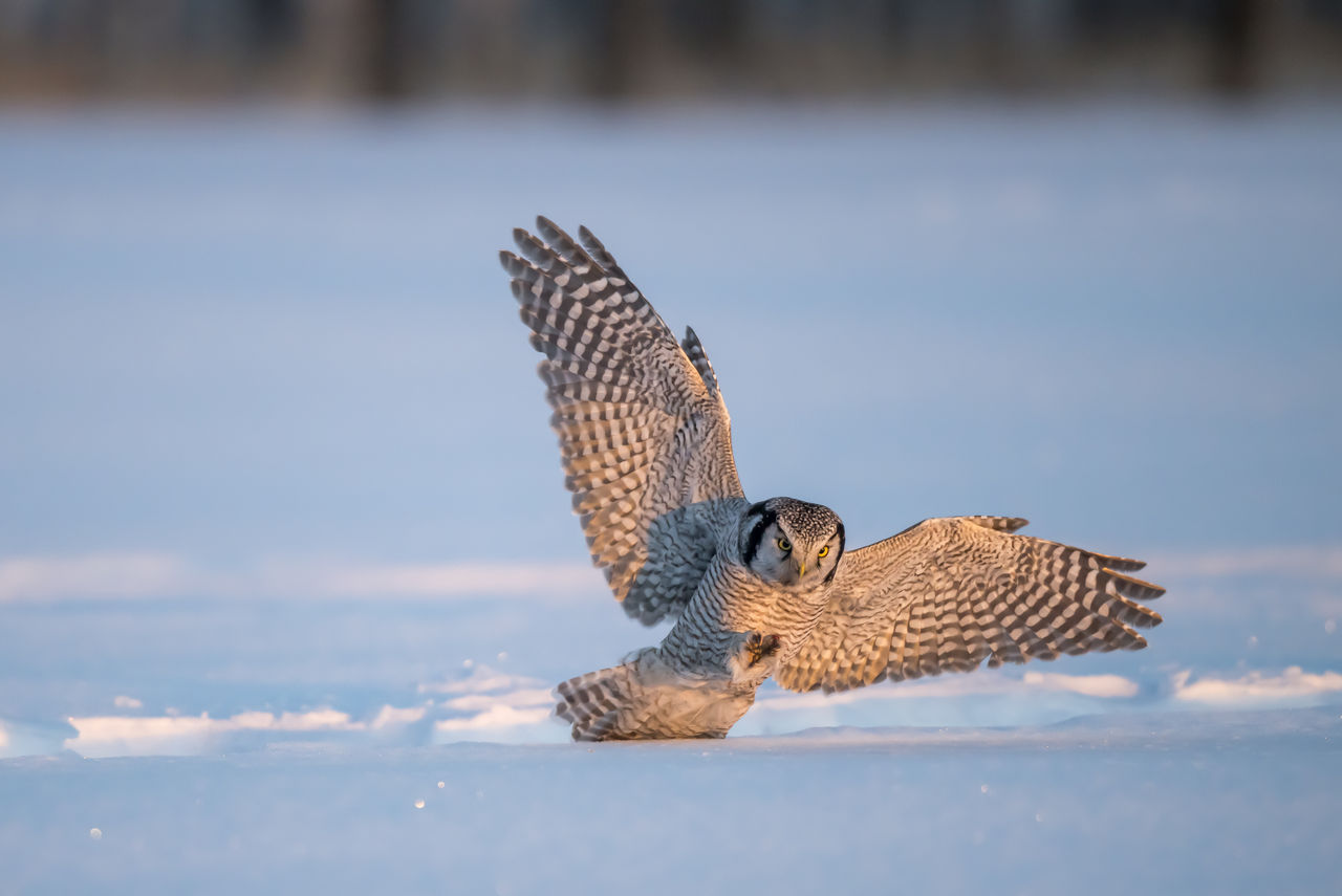 Species Spotlight: Northern Hawk-Owl - 10,000 Birds