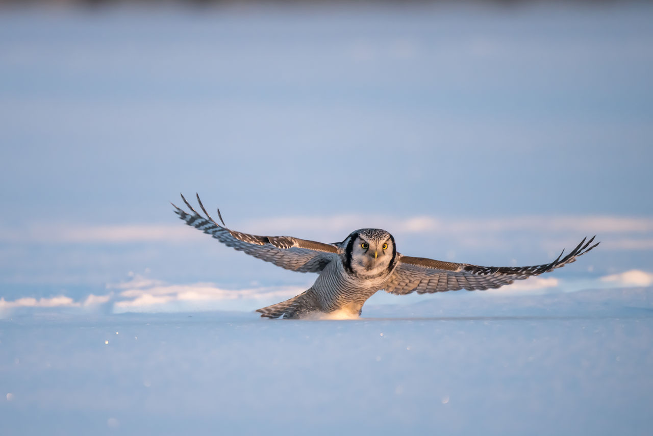 Species Spotlight: Northern Hawk-Owl - 10,000 Birds