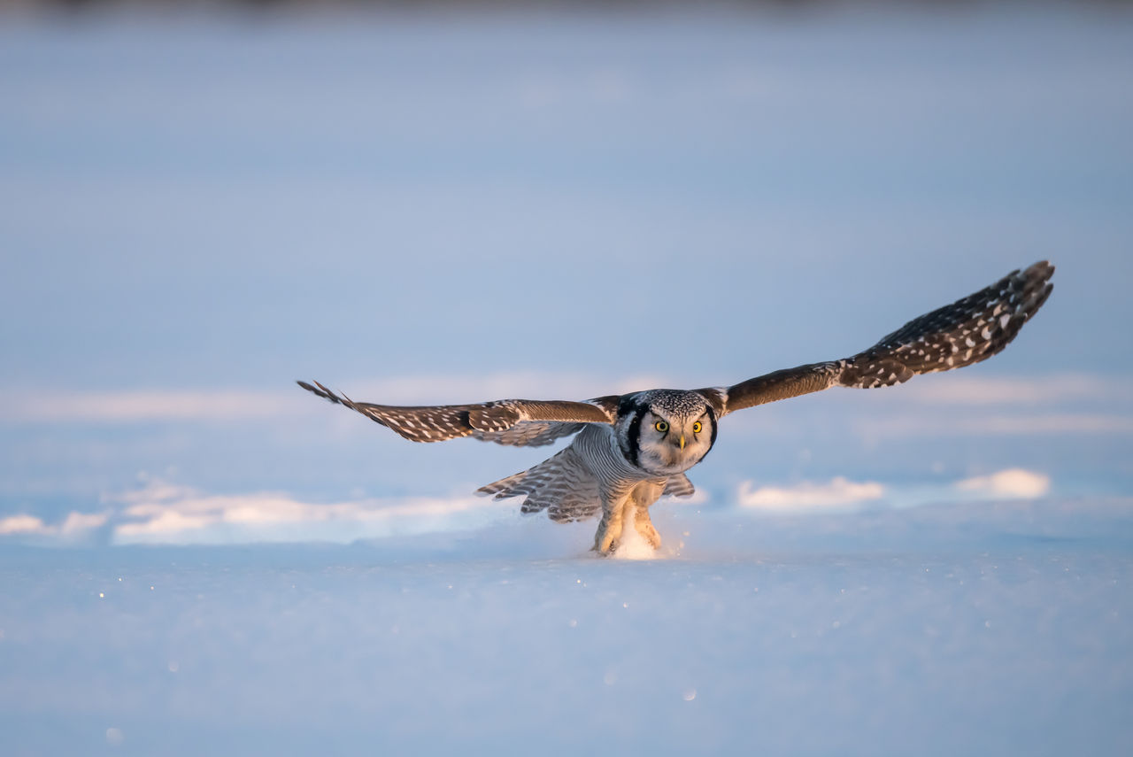 Species Spotlight: Northern Hawk-Owl - 10,000 Birds