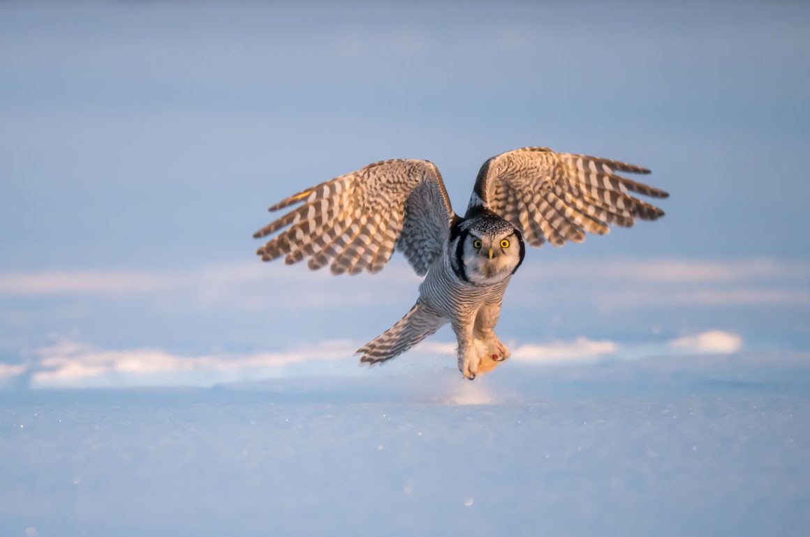 Species Spotlight: Northern Hawk-Owl - 10,000 Birds