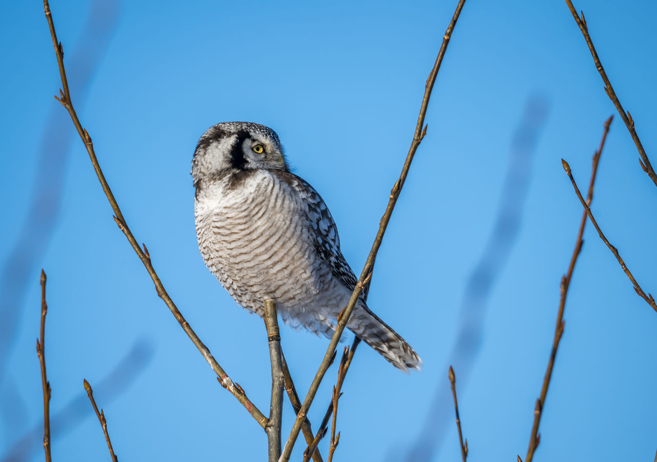 Species Spotlight: Northern Hawk-Owl - 10,000 Birds
