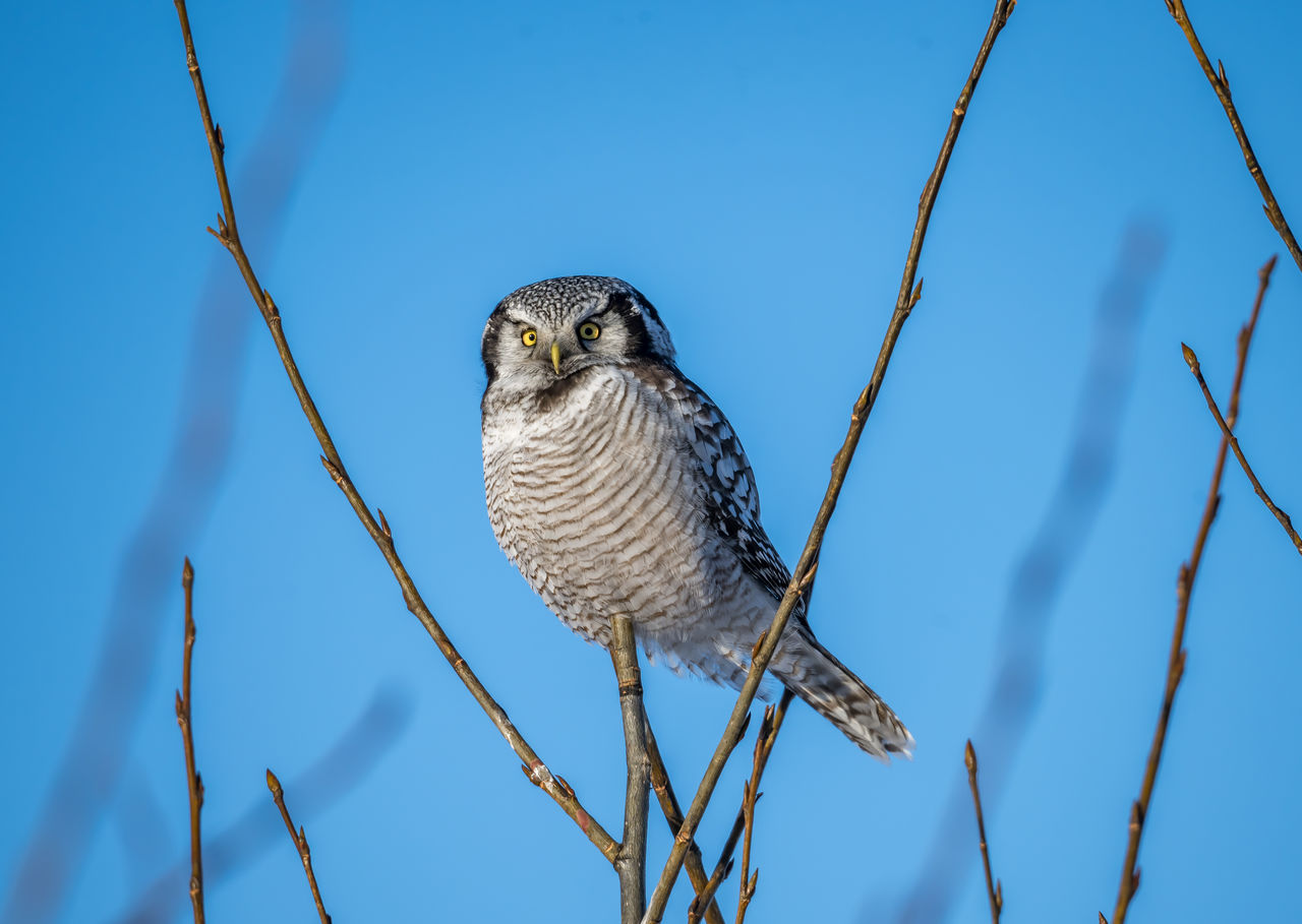 Species Spotlight: Northern Hawk-Owl - 10,000 Birds