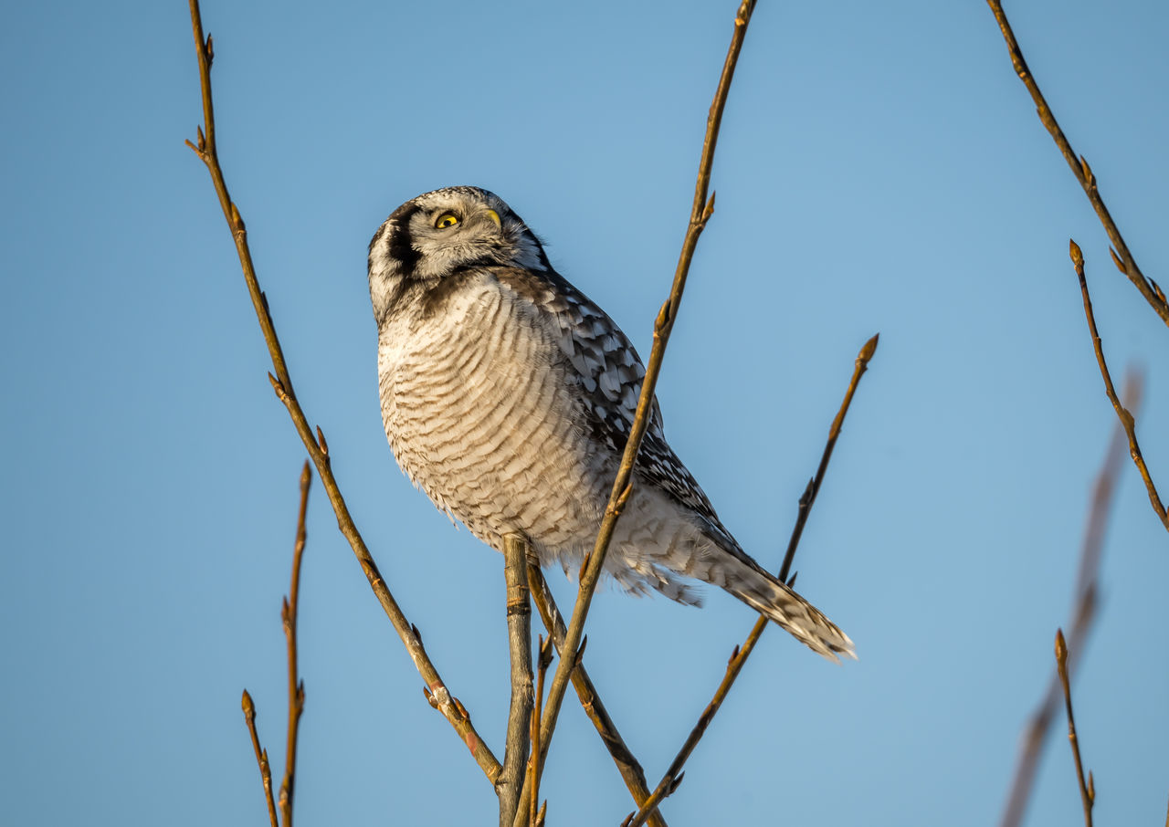 Species Spotlight: Northern Hawk-Owl - 10,000 Birds