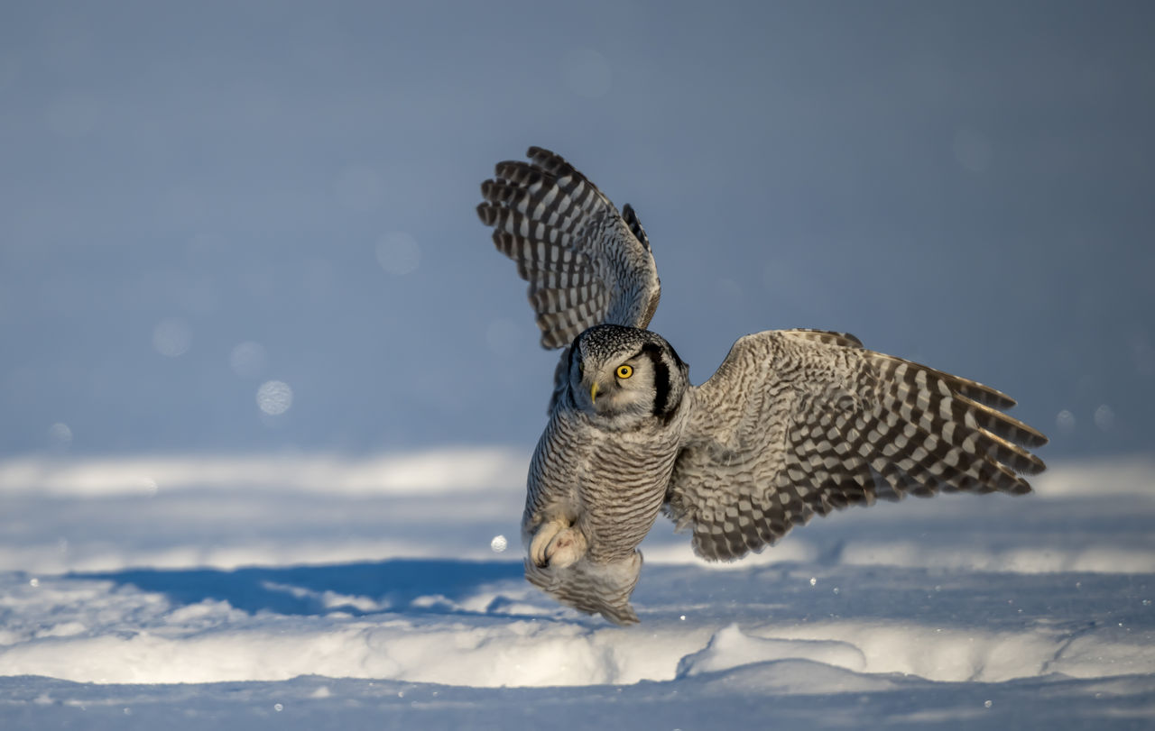 Species Spotlight: Northern Hawk-Owl - 10,000 Birds
