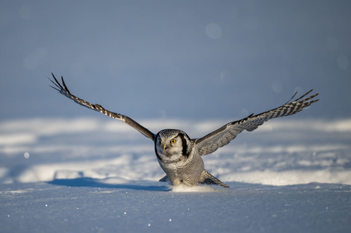 Species Spotlight: Northern Hawk-Owl - 10,000 Birds