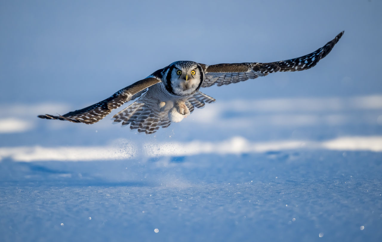 Species Spotlight: Northern Hawk-Owl - 10,000 Birds