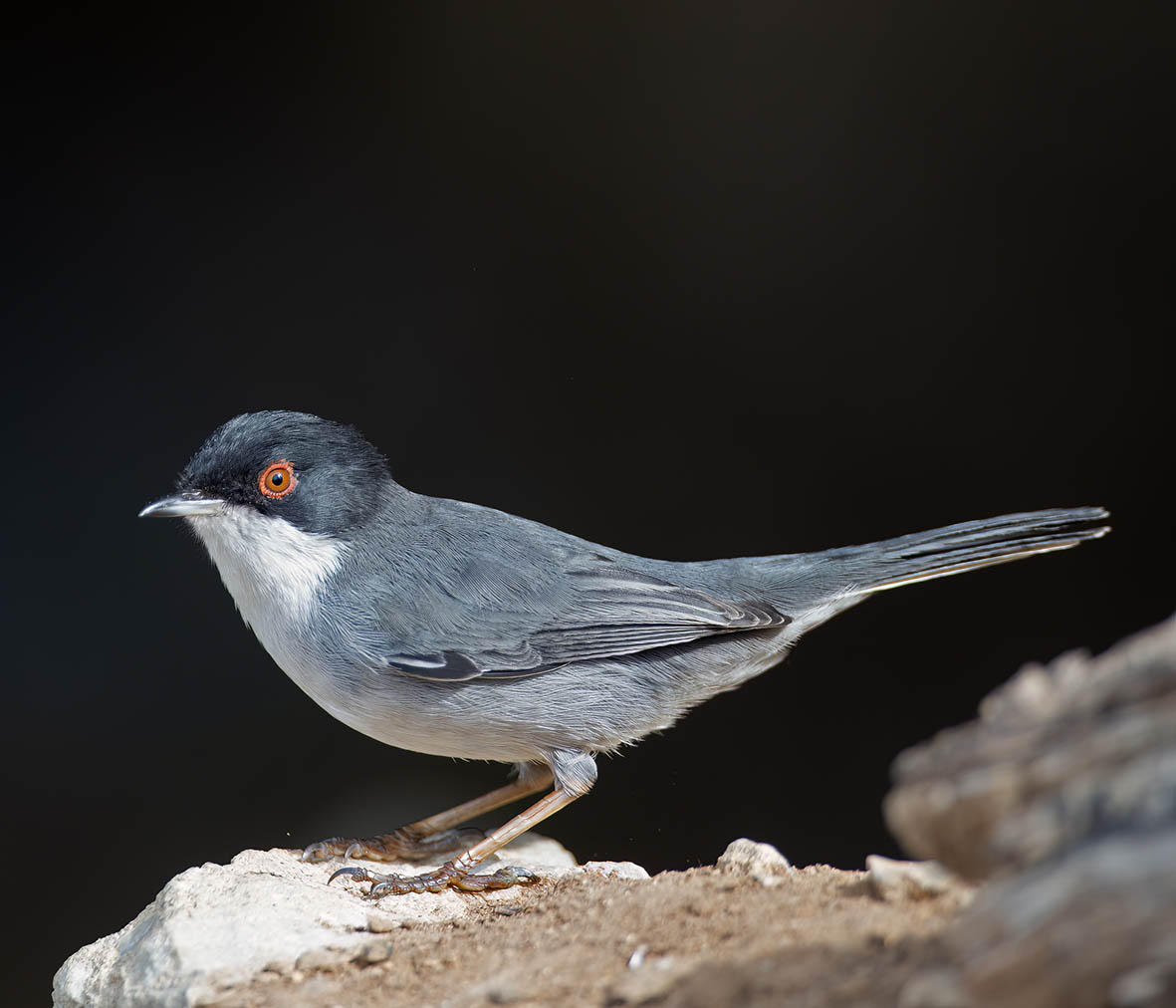 January in Gibraltar - 10,000 Birds