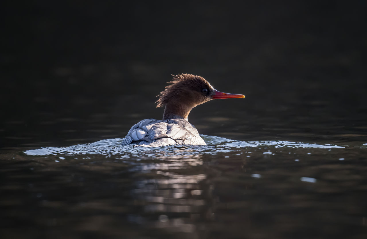Species Spotlight: Scaly-sided Merganser - 10,000 Birds