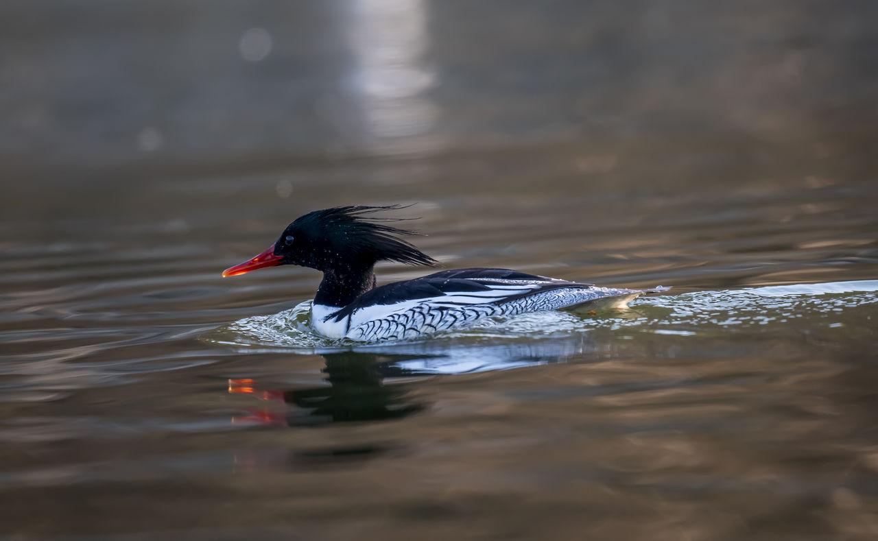 Species Spotlight: Scaly-sided Merganser - 10,000 Birds