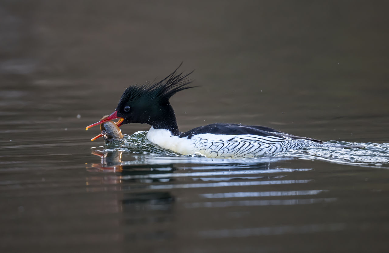 Species Spotlight: Scaly-sided Merganser - 10,000 Birds