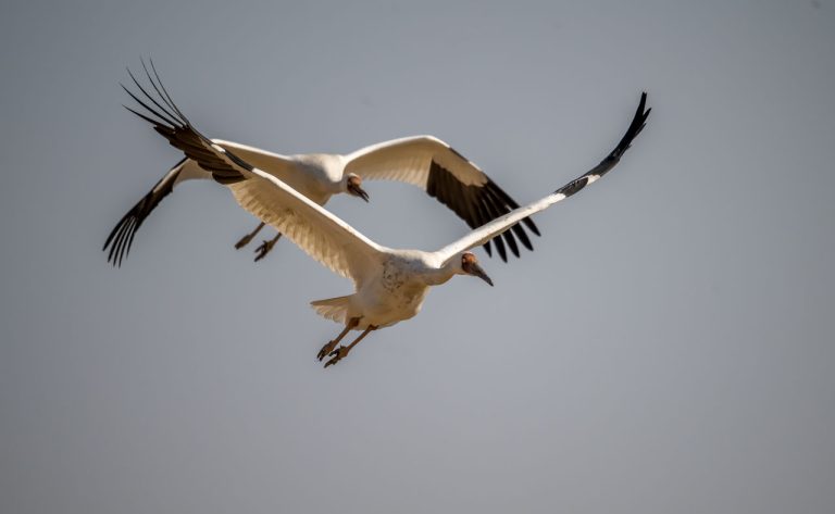 Species Spotlight: Siberian Crane - 10,000 Birds