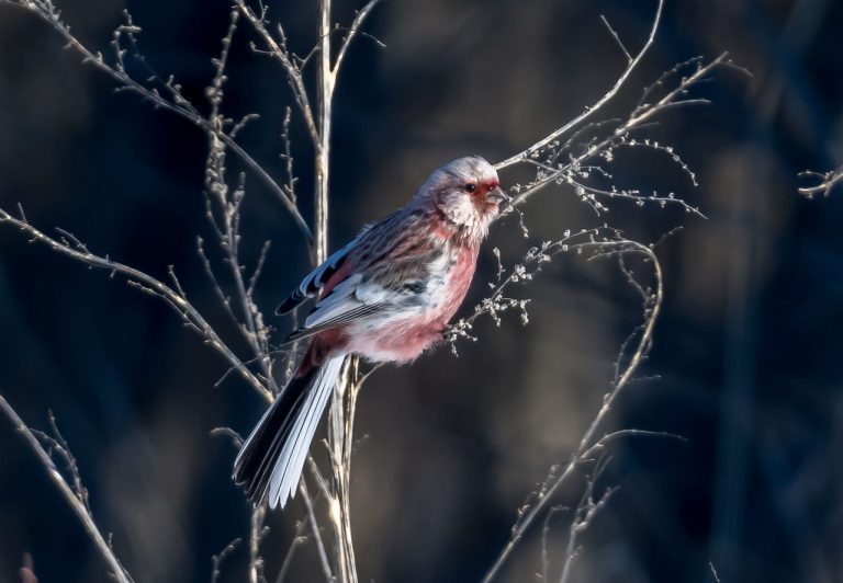 Species Spotlight: Siberian Long-tailed Rosefinch - 10,000 Birds