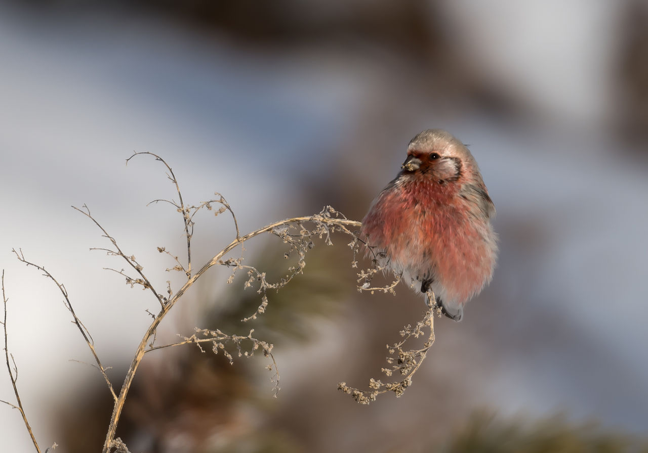 Species Spotlight: Siberian Long-tailed Rosefinch - 10,000 Birds