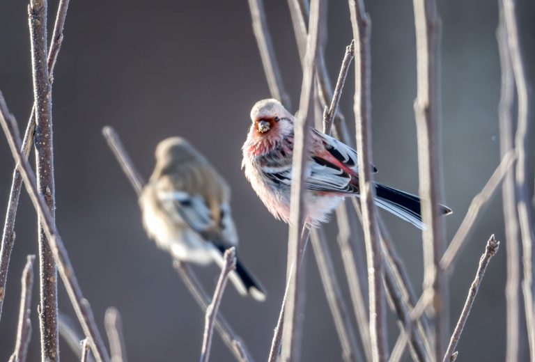Species Spotlight: Siberian Long-tailed Rosefinch - 10,000 Birds