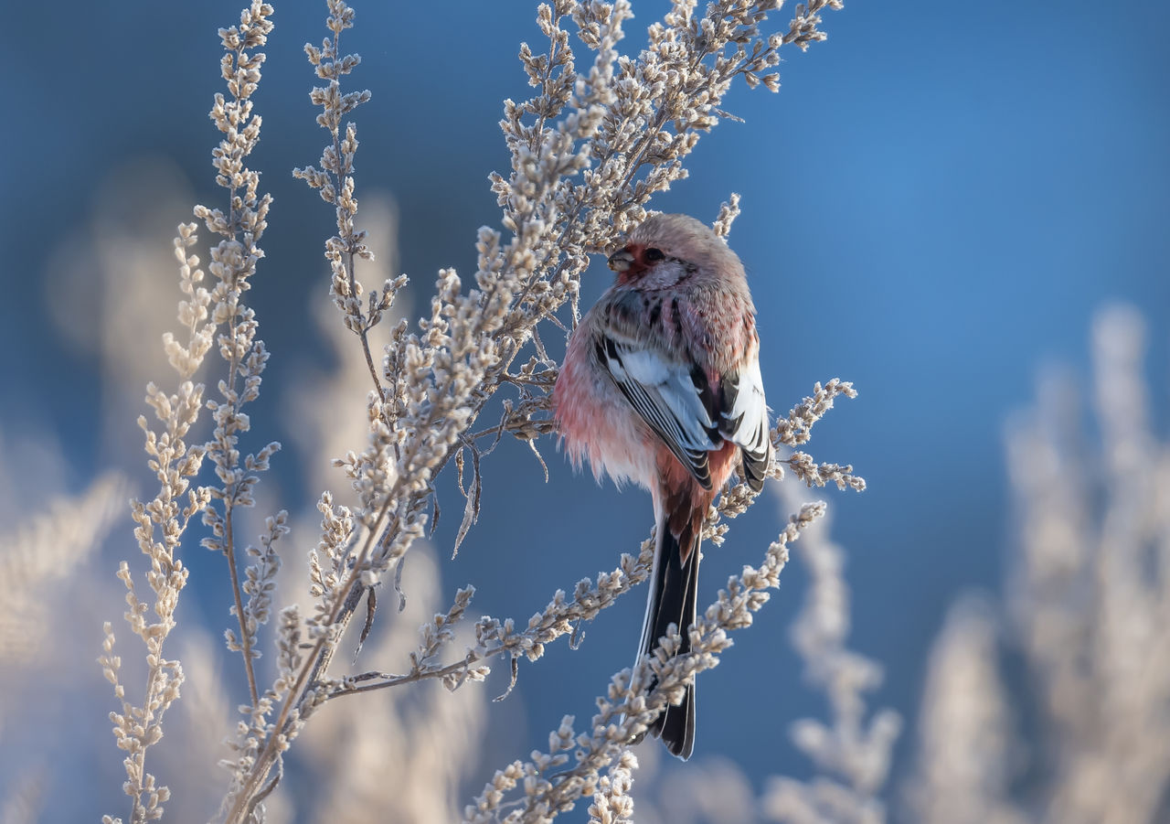 Species Spotlight: Siberian Long-tailed Rosefinch - 10,000 Birds